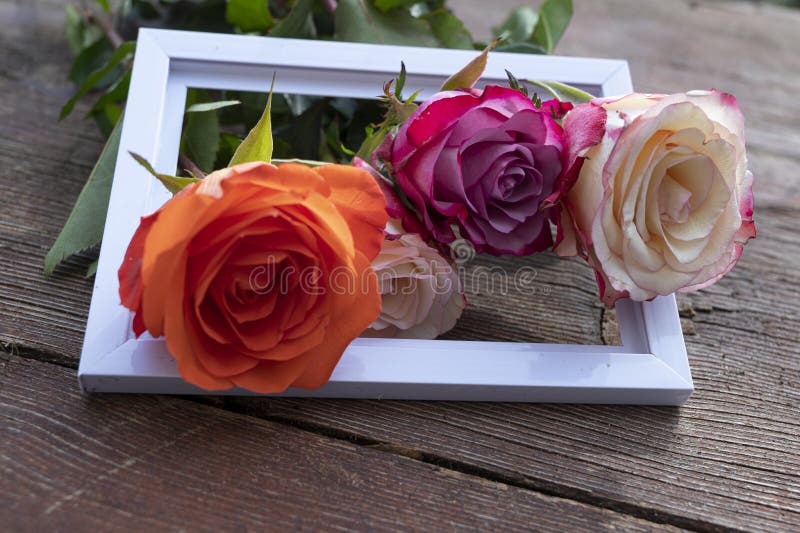 The Beautiful Multicolor Roses in a Frame Stock Image - Image of ...