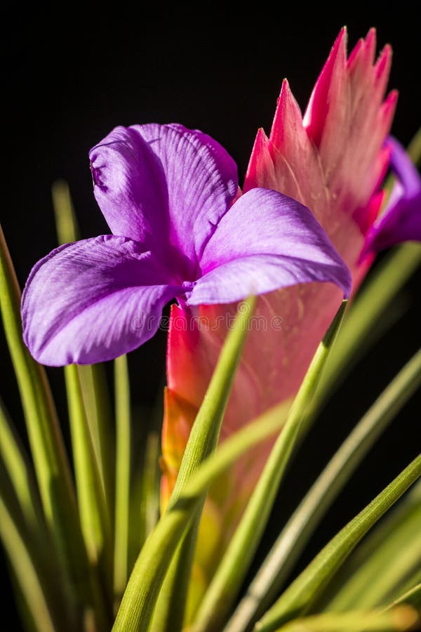Beautiful Multi-colored Flower Stock Image - Image of evening, orange ...