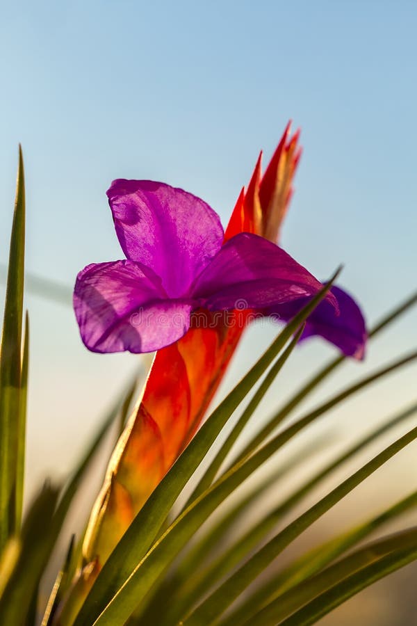 Beautiful Multi-colored Flower Stock Image - Image of sunset, evening ...
