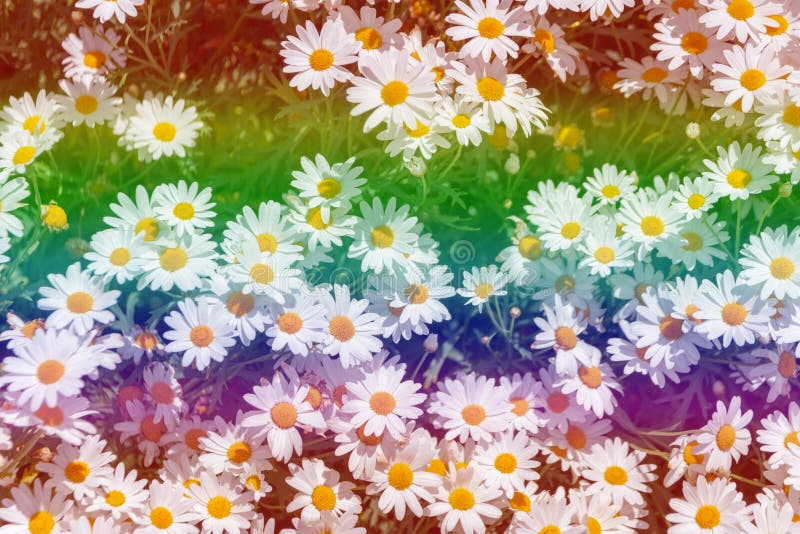 Beautiful Multicolored Flowers Background Stock Image - Image of ...