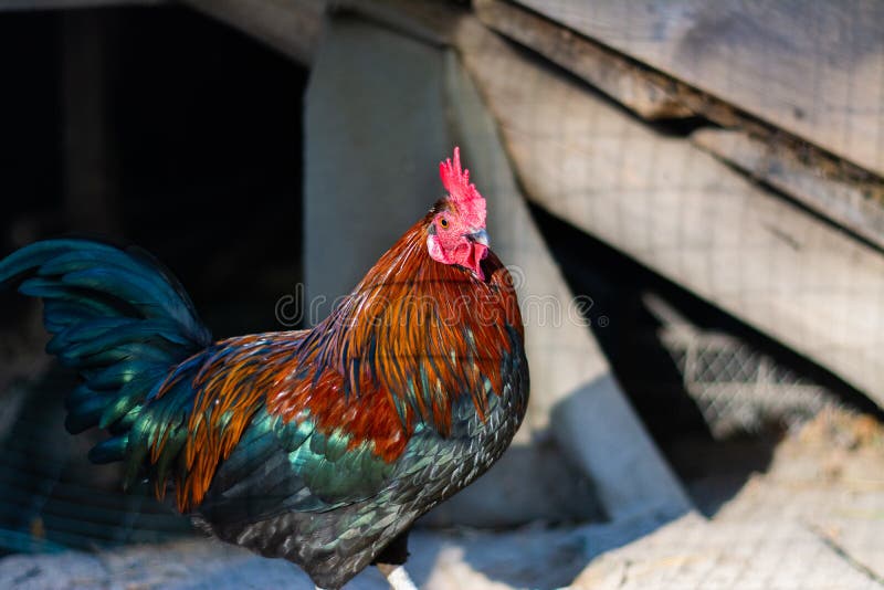 Beautiful Multicolored Rooster Walks Around the Farm. Stock Image ...