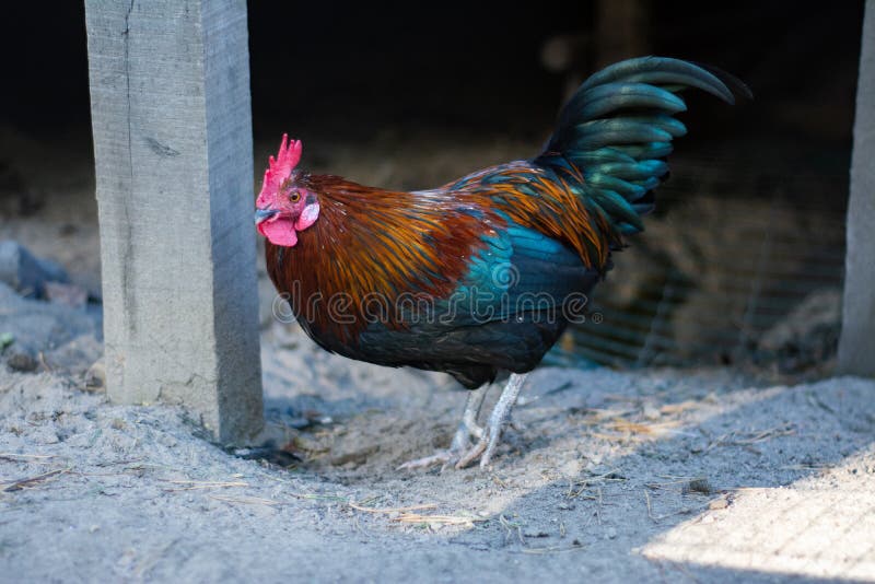 Beautiful Multicolored Rooster Walks Around the Farm. Stock Image ...