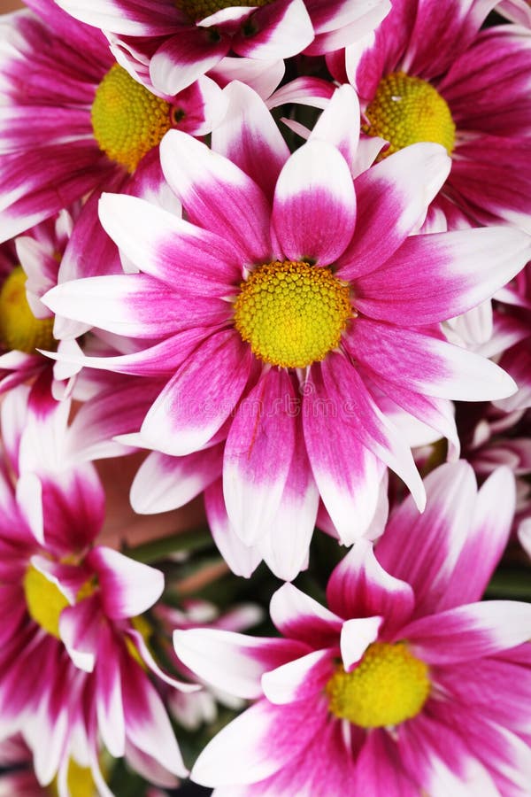 Beautiful Mum Flower Close Up Stock Photo - Image of chrysanthemums ...