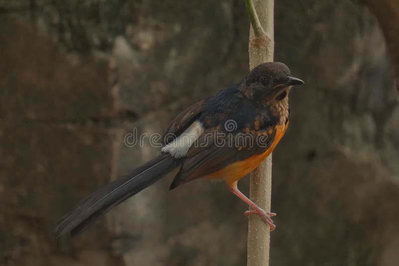 Beautiful Murai Batu stock photo. Image of nature, hummingbird - 265725258