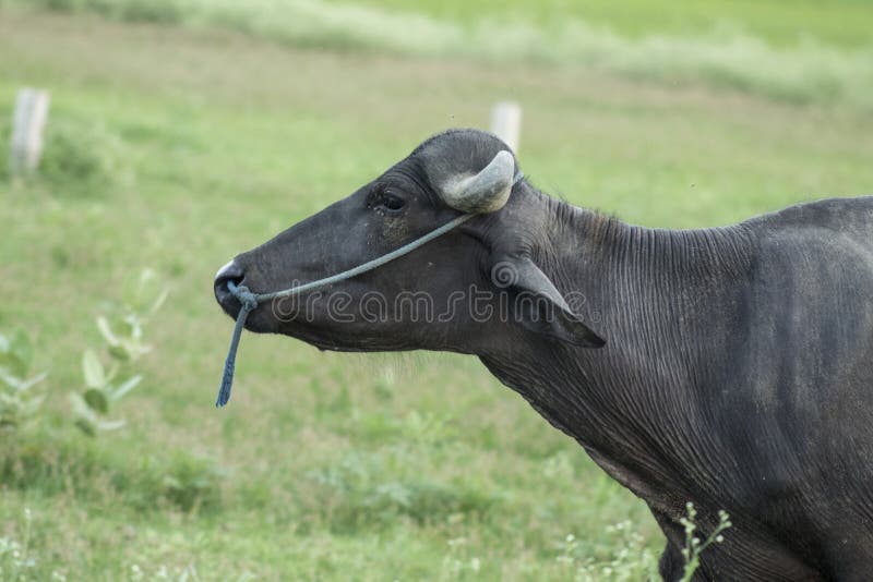 Murrah Buffalo in Thailand Eating Dry Hay Stock Photo - Image of grass ...