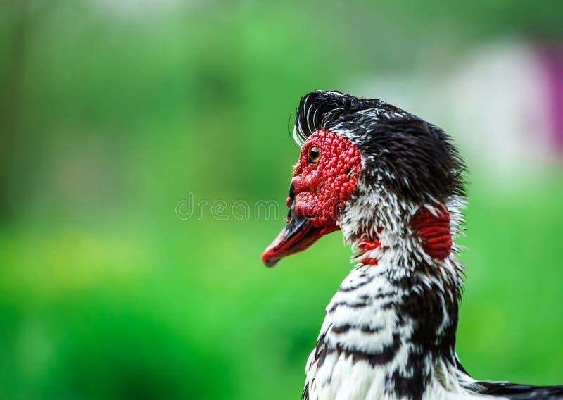 Beautiful muscovy duck stock image. Image of wild, ornithology - 40286055