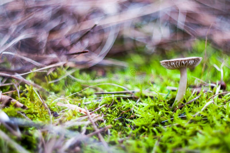 Beautiful Mushroom on the Colorful Background Stock Photo - Image of ...