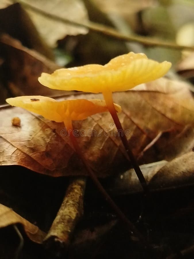 A Beautiful Mushroom in Gradient Colors on the Ground of the ...
