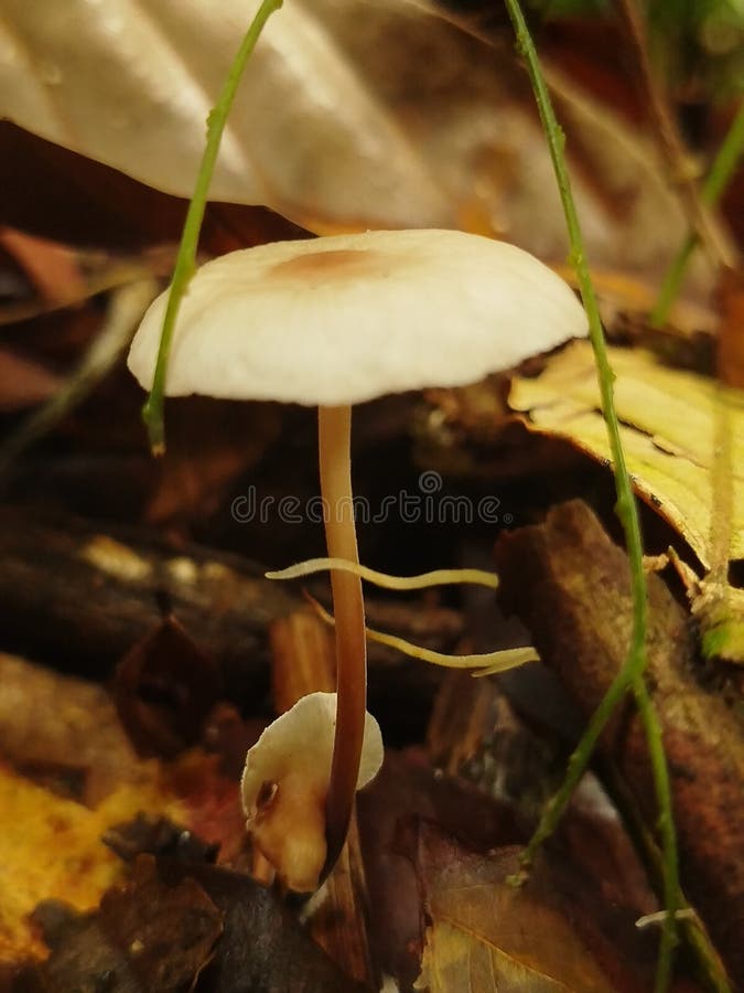 Beautiful Mushroom Ground Atlantic Forest Stock Photos - Free & Royalty-Free Stock Photos from ...