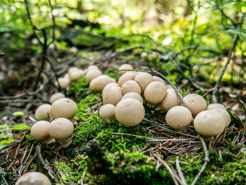 Beautiful Mushroom Growing in the Grass Color Stock Photo - Image of ...