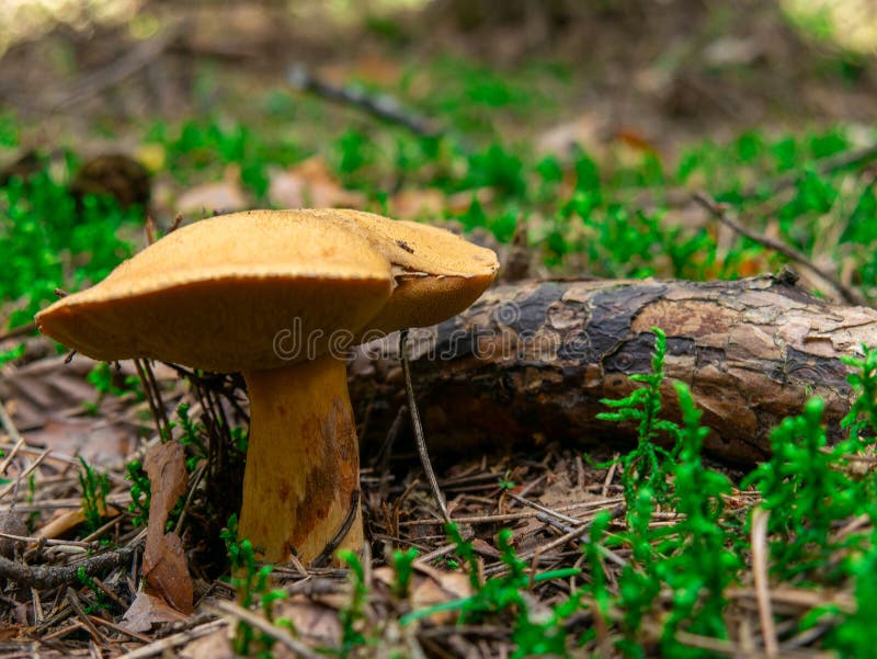 Beautiful Mushroom Growing in the Grass Color Stock Photo - Image of ...