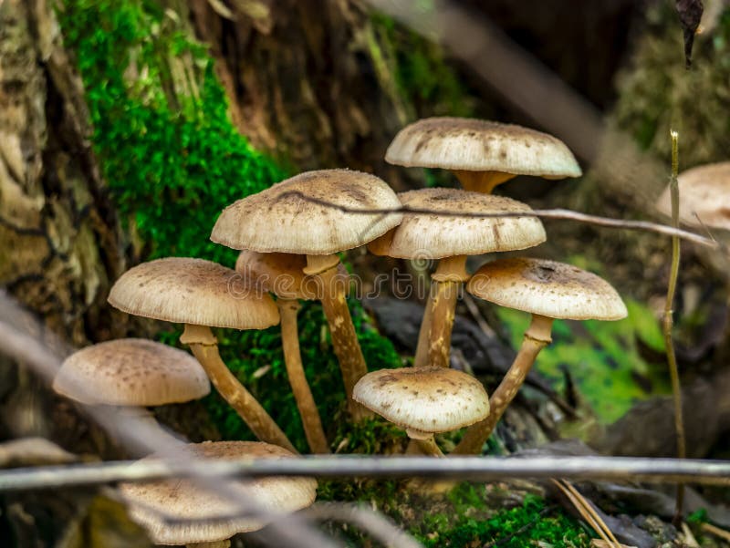 Beautiful Mushroom Growing in the Grass Color Stock Photo - Image of ...