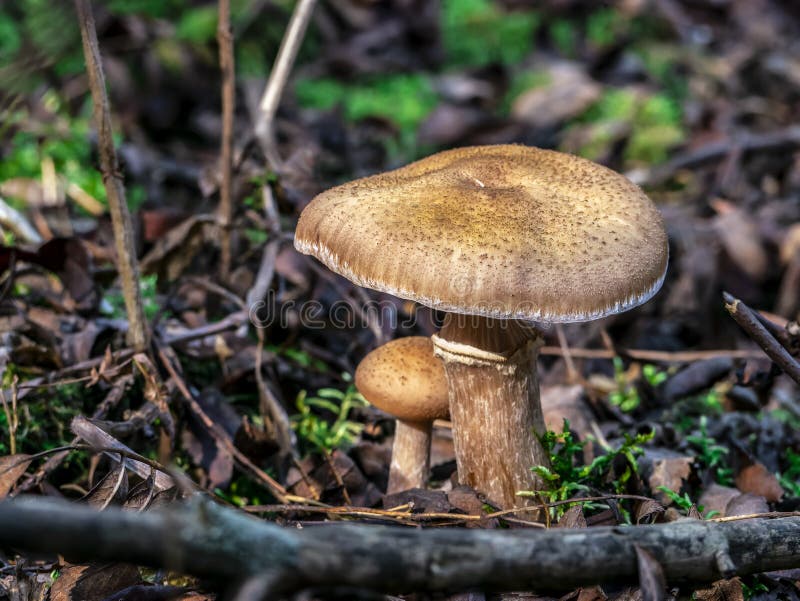 Beautiful Mushroom Growing in the Grass Color Stock Image - Image of ...