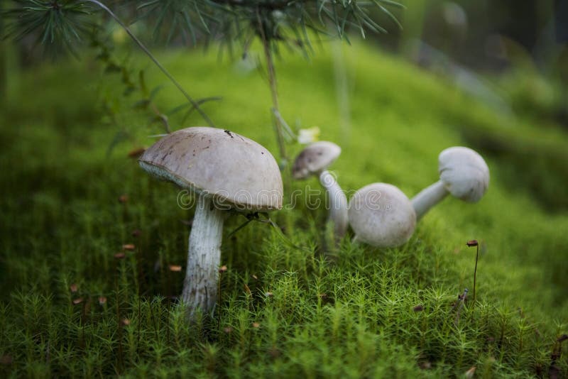 Beautiful mushrooms stock image. Image of grey, fresh - 11433679