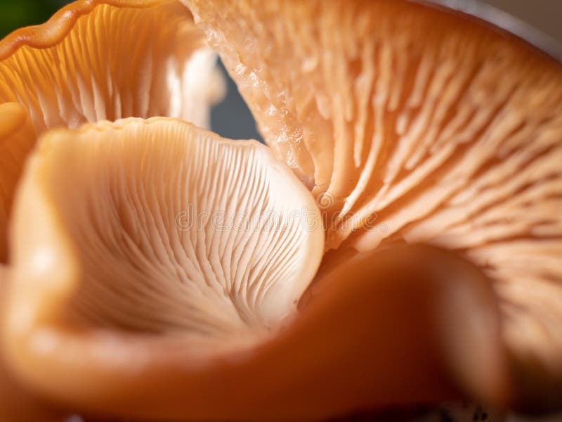 Beautiful Mushrooms Close Up. Mushroom Structure. Macro View. Fresh ...