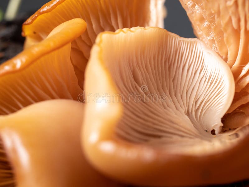 Beautiful Mushrooms Close Up. Mushroom Structure. Macro View. Fresh ...
