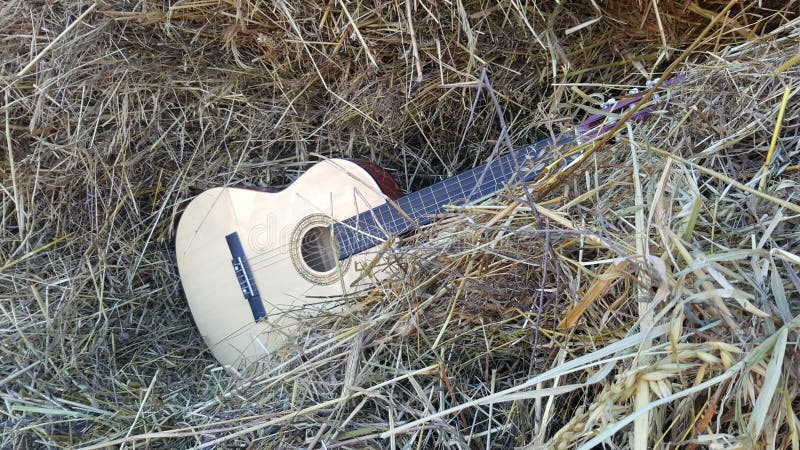 Beautiful Music Instrument Guitar on the Tree Stock Image - Image of ...