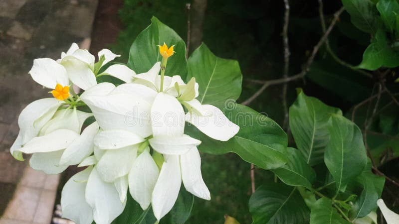 Beautiful Mussaenda Philippica Flower Stock Photo - Image of mussaenda ...