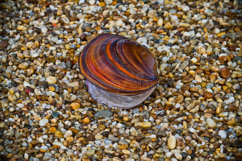 Beautiful mussel shell stock image. Image of beautiful - 22067543