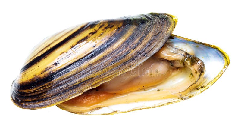 Mussel Shell Isolated on White Background Stock Photo - Image of ...