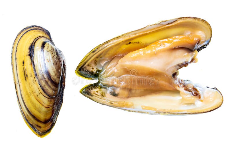 Mussel Shell Isolated on White Background Stock Image - Image of ...
