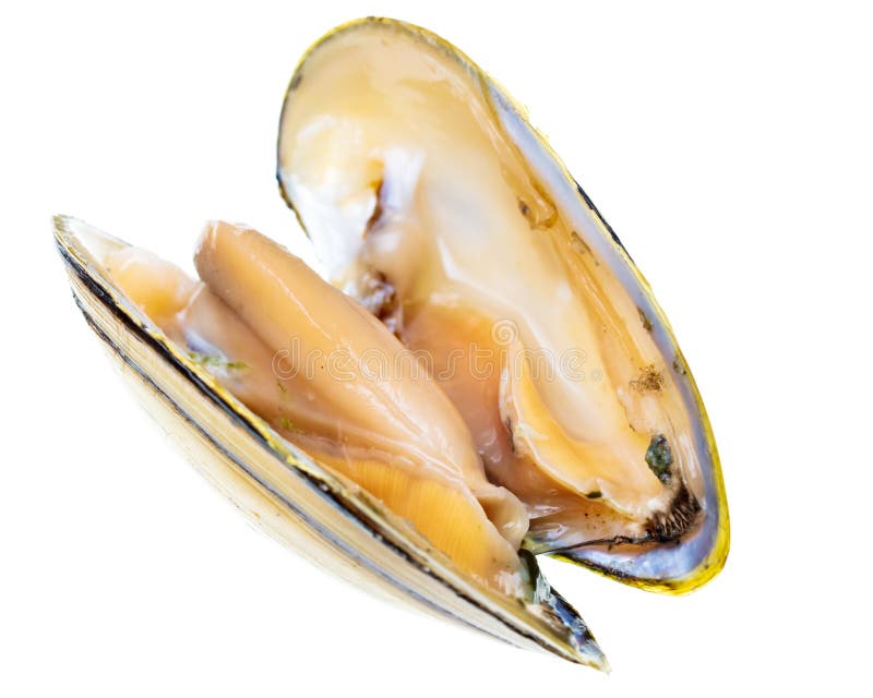 Mussel Shell Isolated on White Background Stock Image - Image of ...