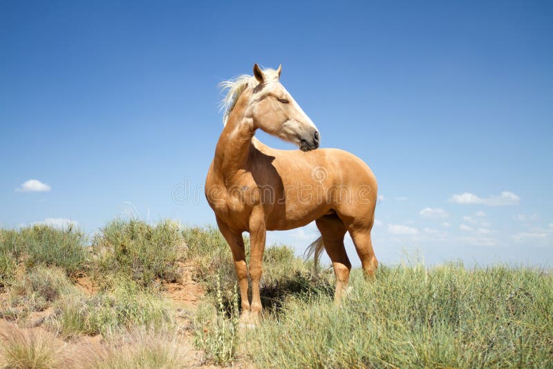 Beautiful Mustang Horse in a Field Stock Image - Image of wandering ...