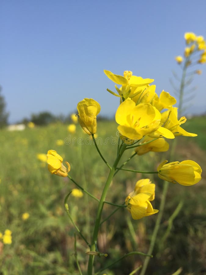 Beautiful mustered plant stock image. Image of colorish - 136881011
