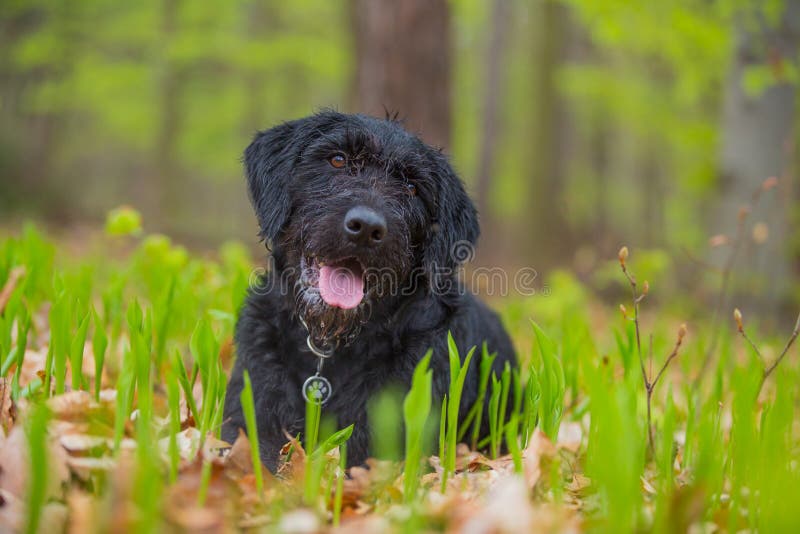 Beautiful Mutt Black Dog Amy in Forest Stock Photo - Image of animal ...
