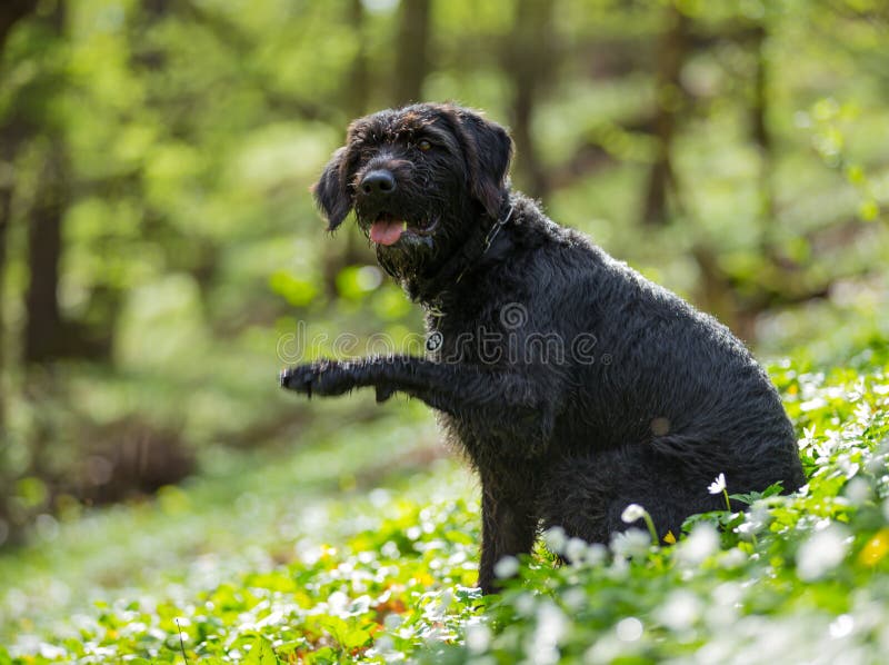 Beautiful Mutt Black Dog Amy in Forest Stock Photo - Image of beautiful ...