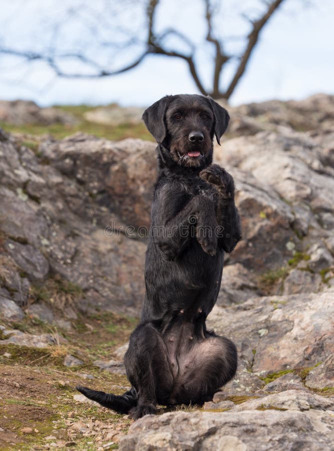Beautiful Mutt Black Dog Amy on Mountains Stock Photo - Image of brown ...