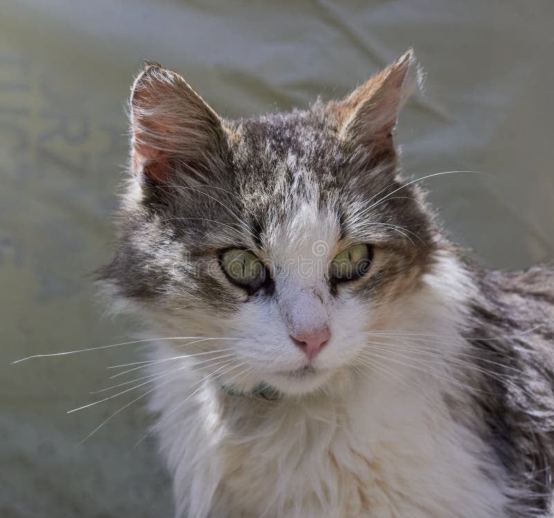Beautiful muzzle of a cat. stock photo. Image of muzzle - 225513086