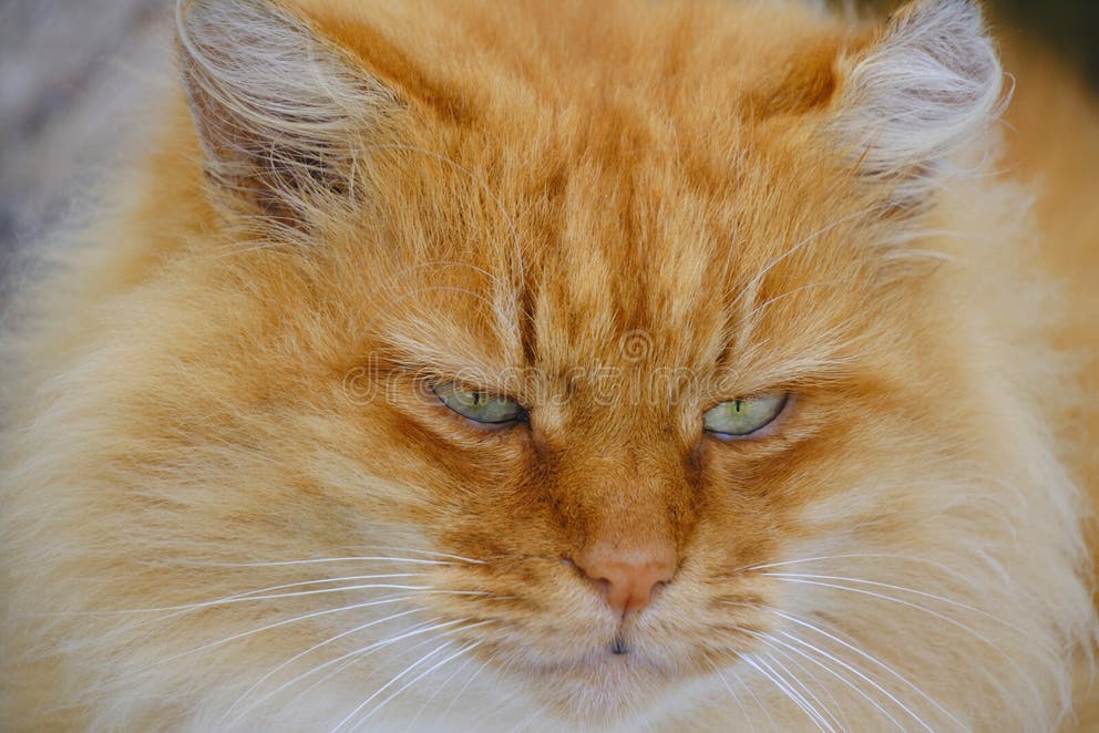 Beautiful Muzzle Red, Fluffy Cat with Expressive Eyes. Stock Photo ...