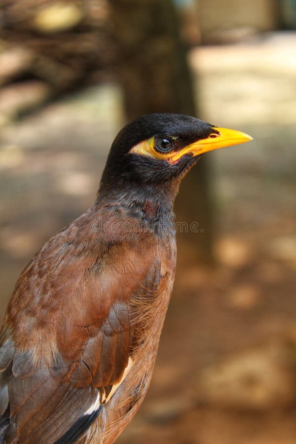 Beautiful Myna Bird Maina Bird Potrait Stock Image - Image of myna ...