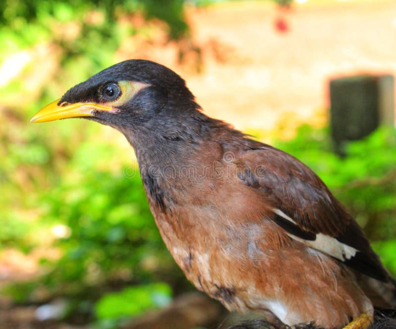 Moina Bird Stock Photos - Free & Royalty-Free Stock Photos from Dreamstime