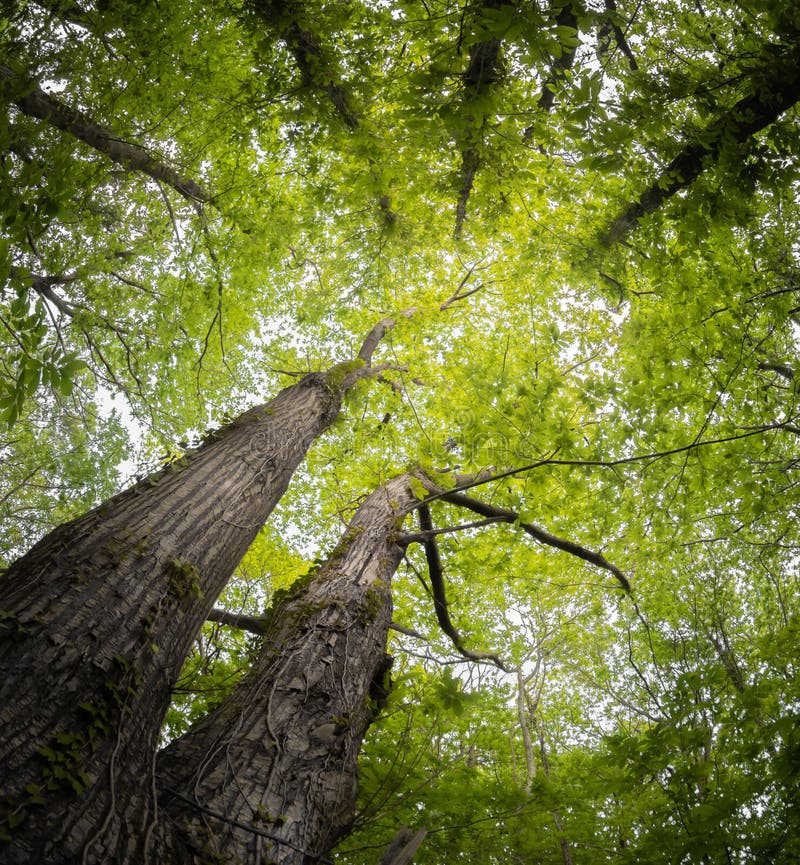 Beautiful Mysterious Forest, Bottom View on Beech Trees and Treetop ...