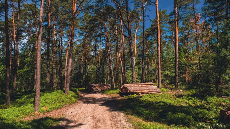 Beautiful Narrow Path through a Forest in Poland Stock Image - Image of ...