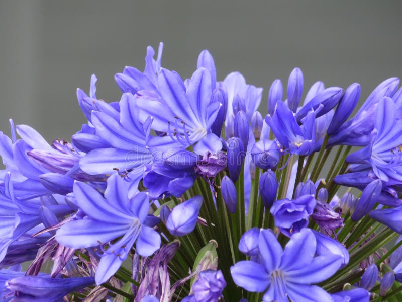 Beautiful Natural Aromatic Blue Flowers Different Rare Stock Image ...