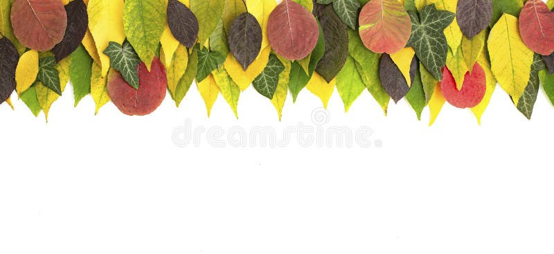 Beautiful Natural Autumnal Leaves Border Pattern Design Stock Image ...