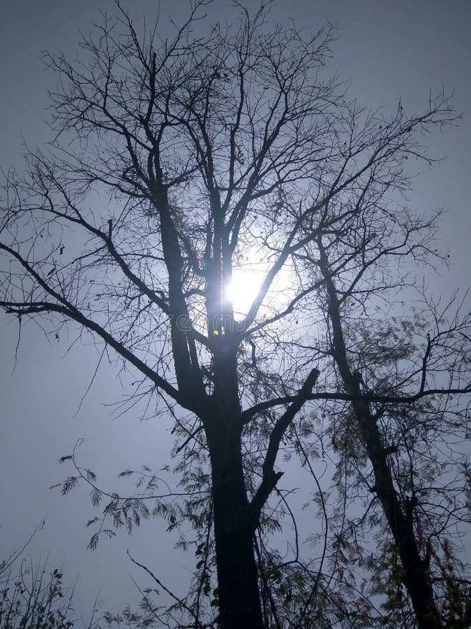 Beautiful Natural Background Black Tree with Sun Stock Image - Image of ...