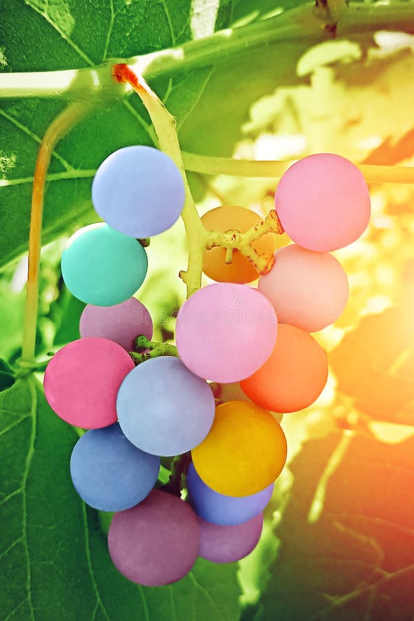 Beautiful Natural Background - Bunch of Grapes with Multi-colored ...