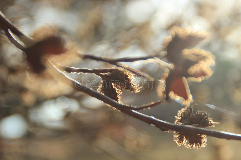 Beautiful Natural Background with Delicate Bokeh and Spring Sprigs ...