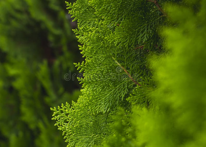 Green Pine Tree Leaf Pattern Stock Image - Image of environment, round ...