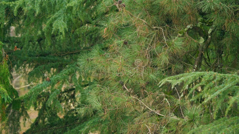 Beautiful Natural Background. Green Needles on the Branches of Pine in ...