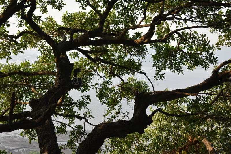 A Beautiful Natural Background of Long Green Trees Situated in Top of a ...