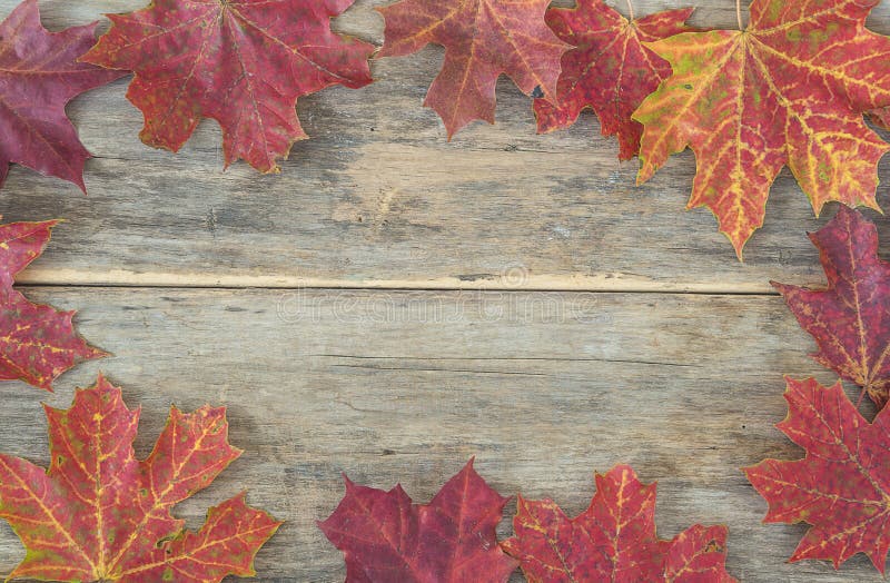 Beautiful Natural Background with Red Maple Leaves Frame Stock Photo ...
