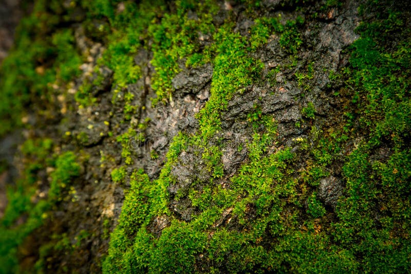 Beautiful,natural Background,texture,green Moss,on a Tree Trunk Stock ...