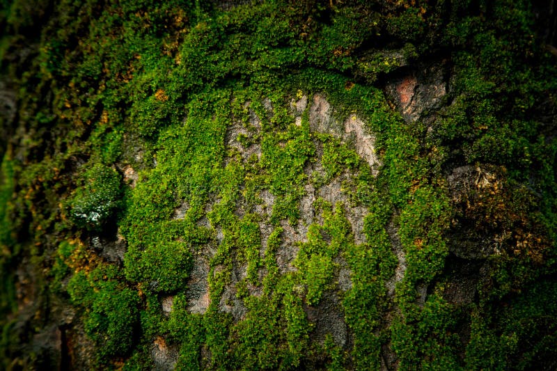 Beautiful,natural Background,texture,green Moss,on a Tree Trunk Stock ...