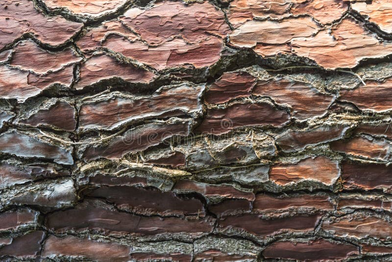 Natural Beautiful Background of Tree Bark in Forest. Stock Photo ...