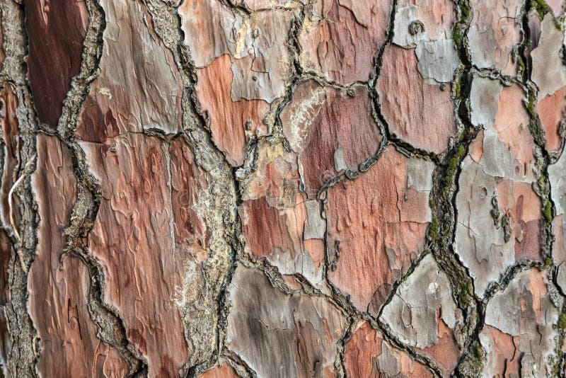 Natural Beautiful Background of Tree Bark in Forest. Stock Photo ...